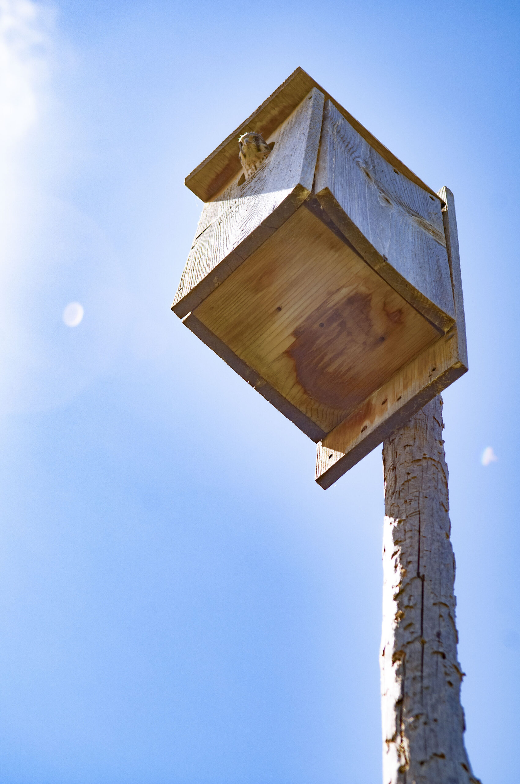 FAQs – HawkWatch International