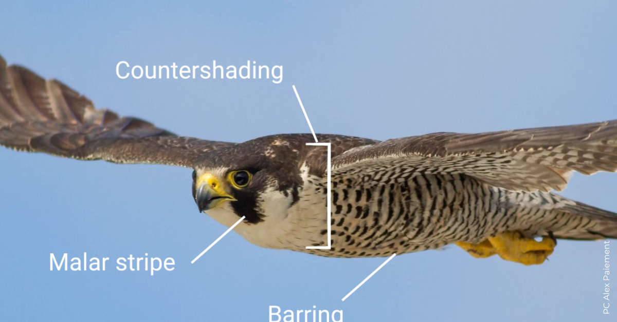 Raptor ID – HawkWatch International