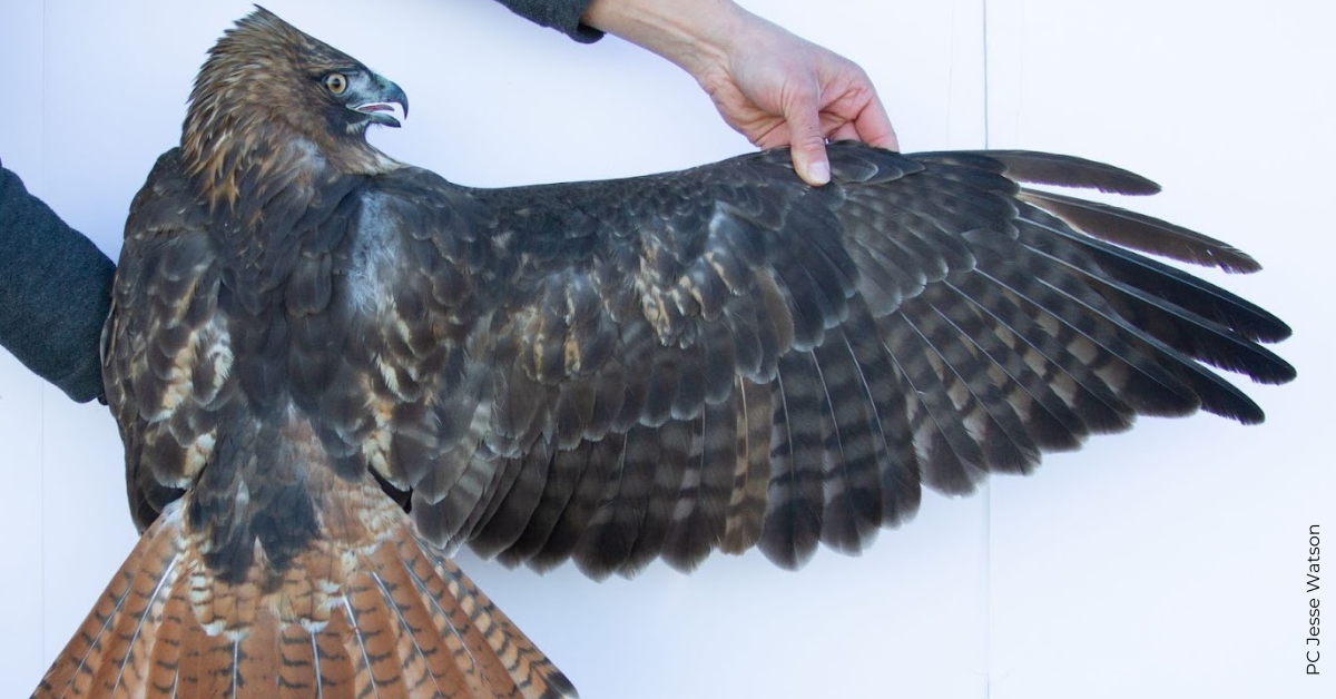 Raptor ID – HawkWatch International