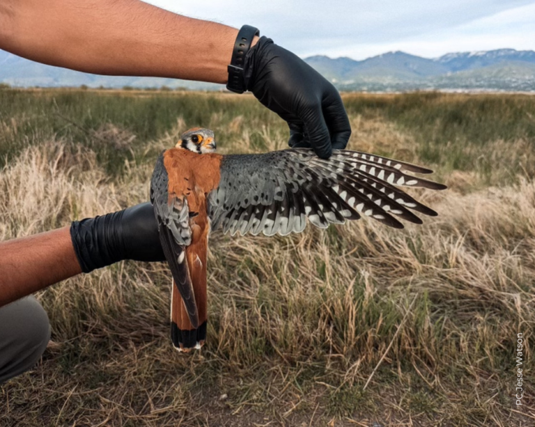 American Kestrel Fact Sheet – HawkWatch International