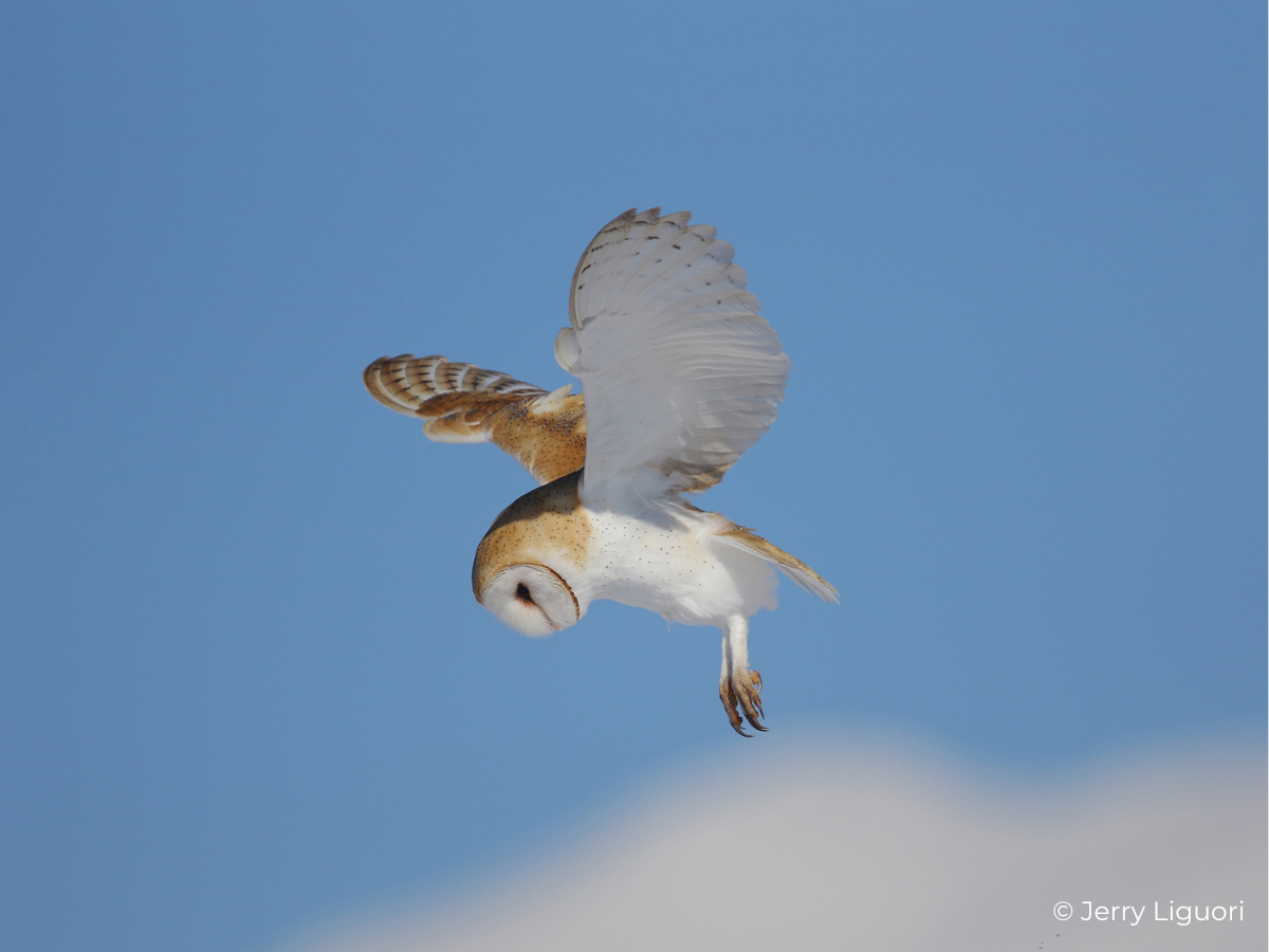 Barn Owl Fact Sheet – HawkWatch International