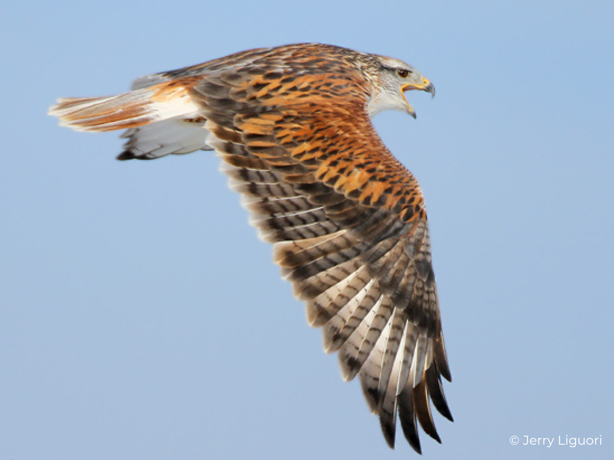 Ferruginous Hawk Fact Sheet – HawkWatch International