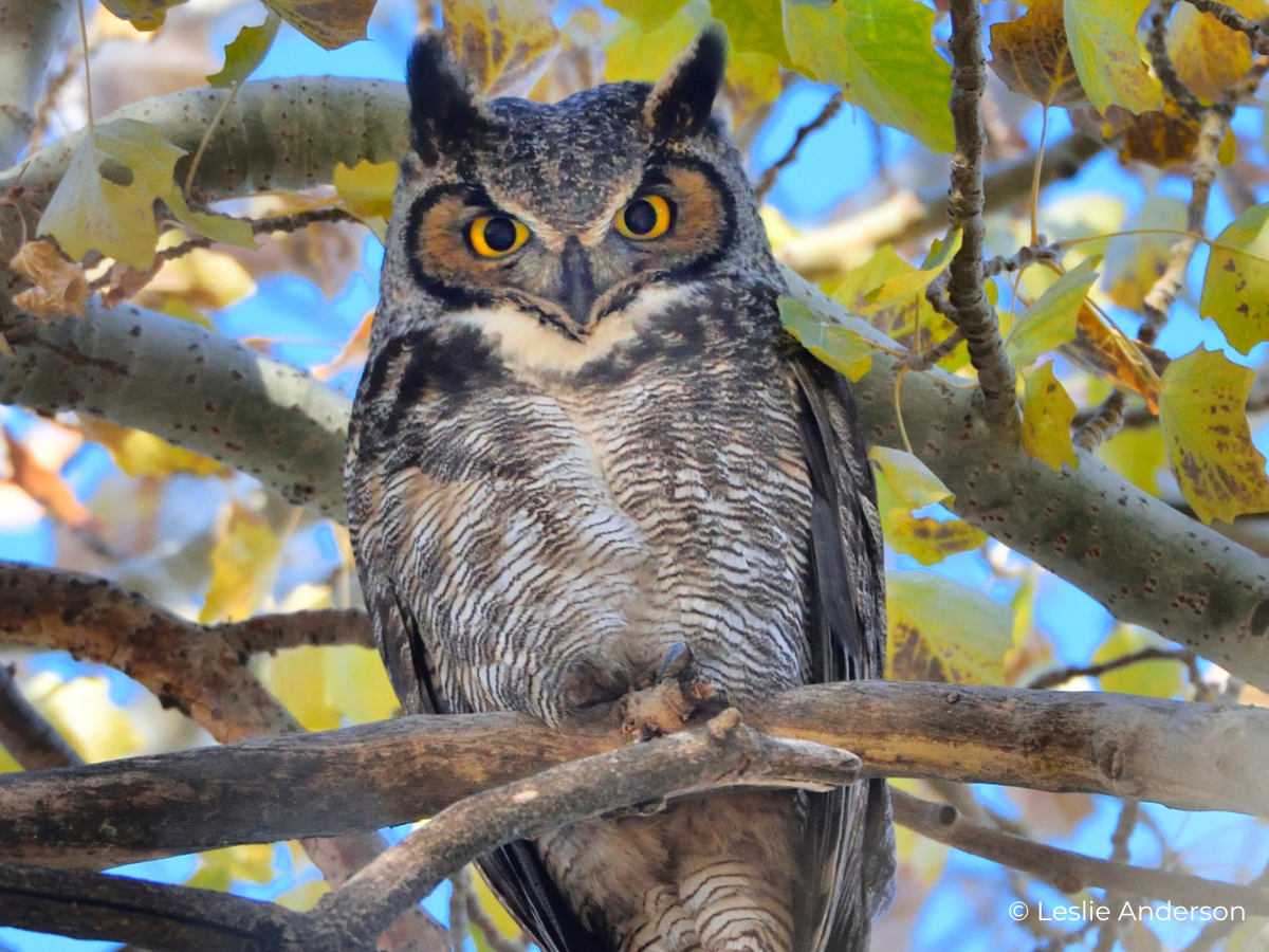 Great Horned Owl Fact Sheet – HawkWatch International