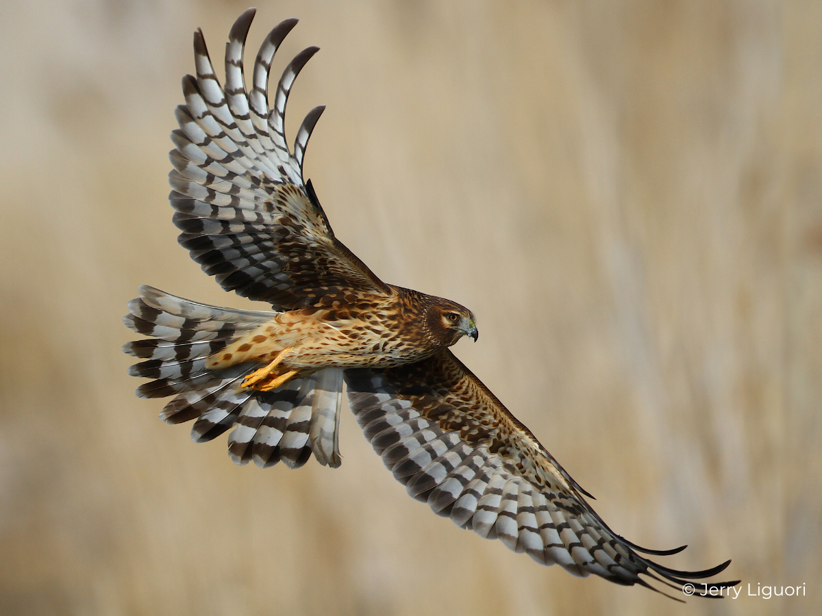 Northern Harrier Fact Sheet – HawkWatch International