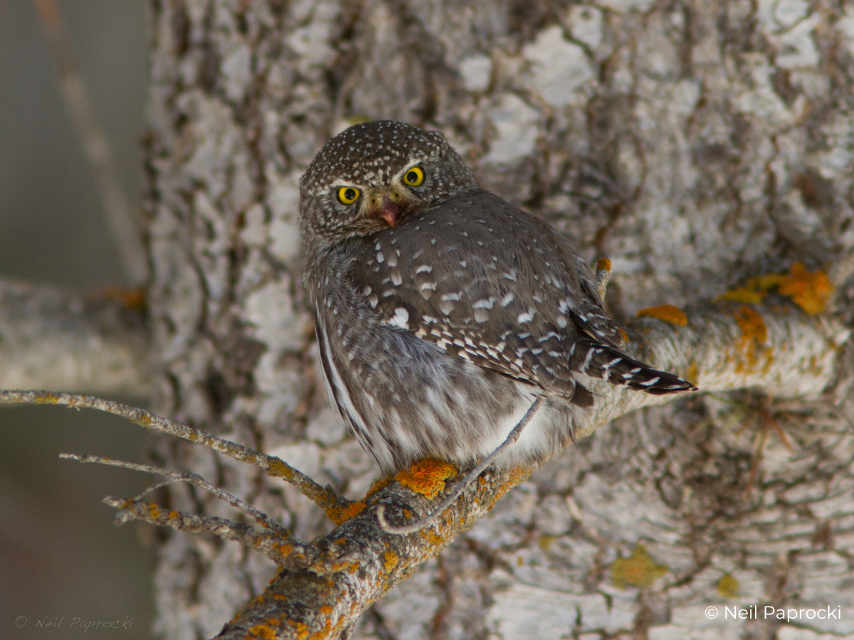 Northern Pygmy-owl Fact Sheet – HawkWatch International