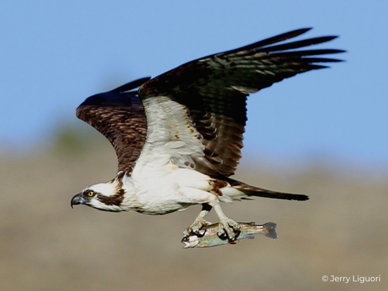 Osprey Fact Sheet – HawkWatch International
