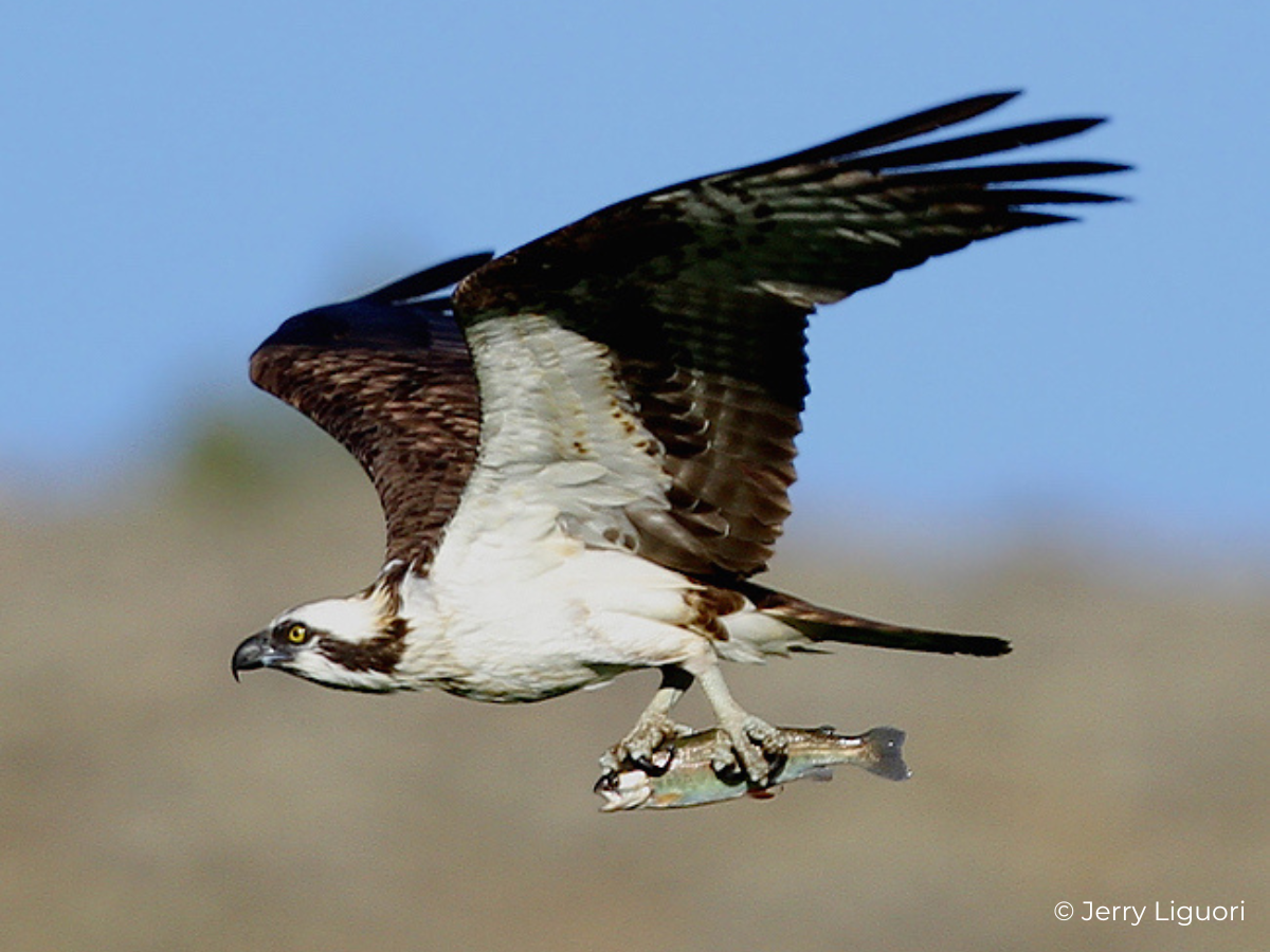 Osprey Fact Sheet – HawkWatch International