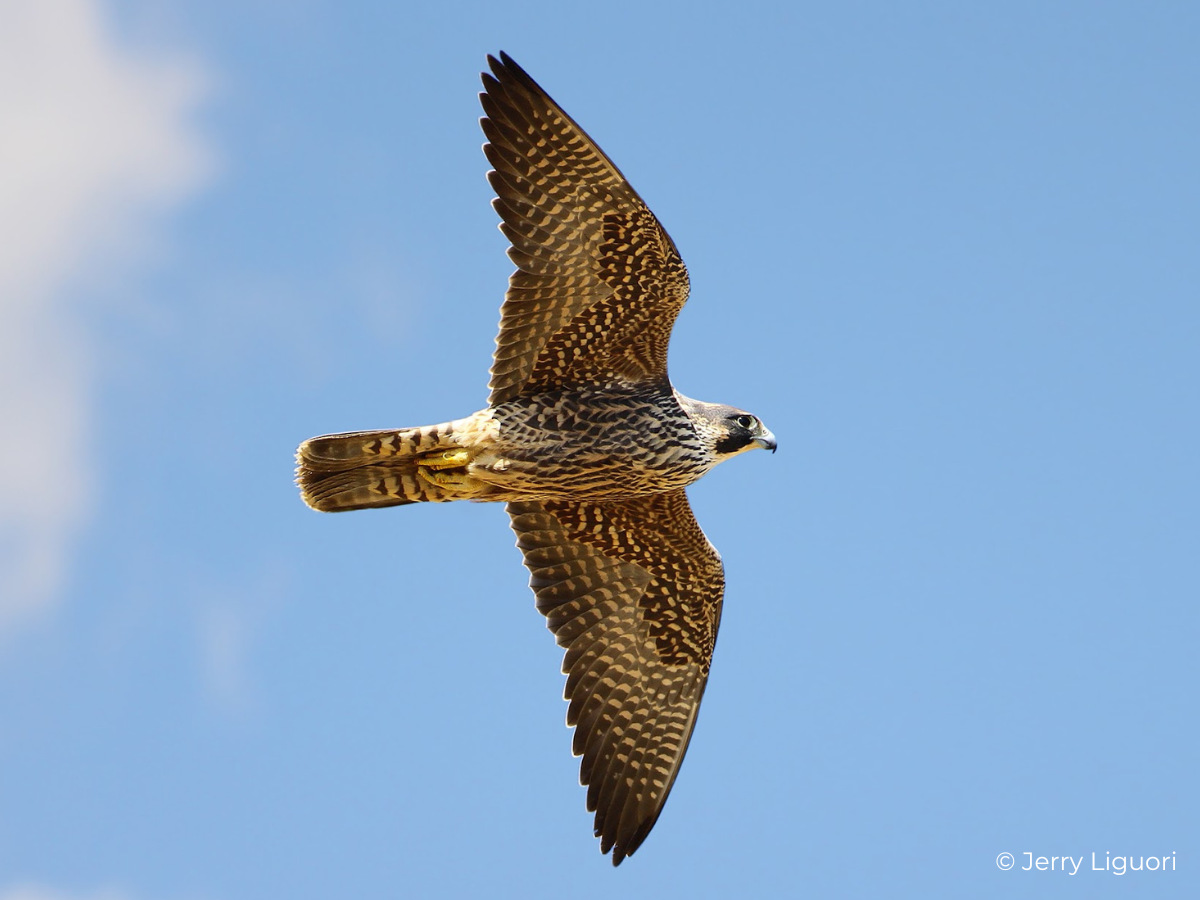 Peregrine Falcon Fact Sheet – HawkWatch International
