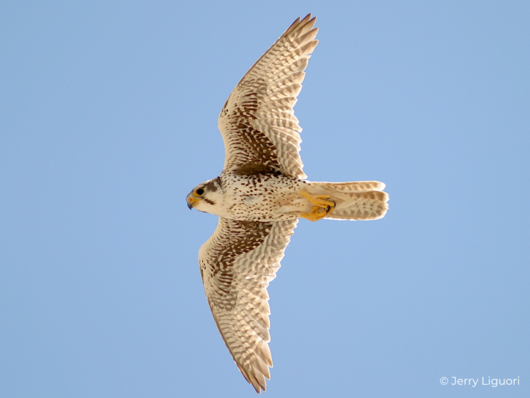 Prairie Falcon Fact Sheet – HawkWatch International