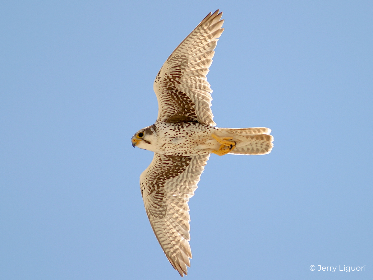 Prairie Falcon Fact Sheet – HawkWatch International