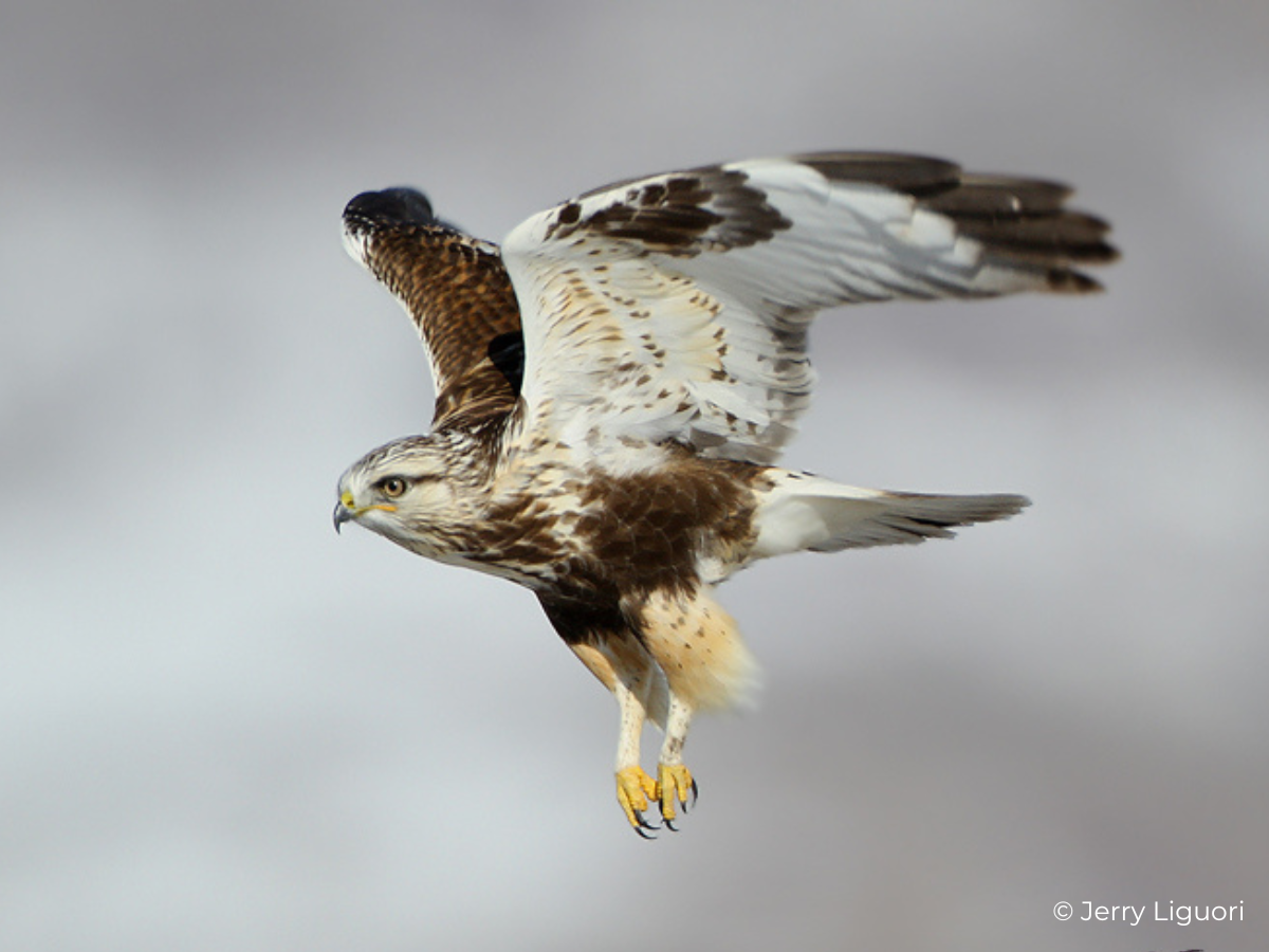 Rough-legged Hawk Fact Sheet – HawkWatch International