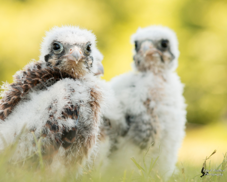 American Kestrel Fact Sheet – HawkWatch International