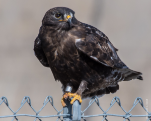 Rough-legged Hawk Fact Sheet – HawkWatch International