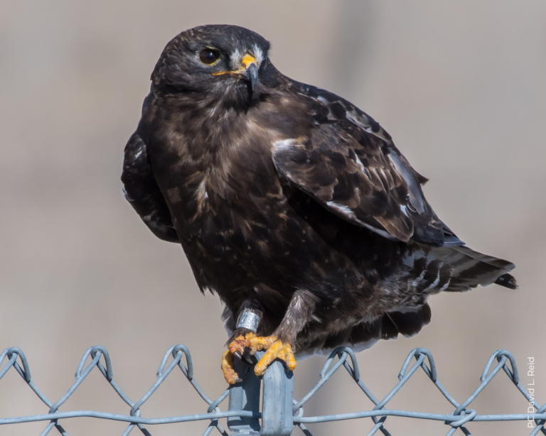 Rough-legged Hawk Fact Sheet – HawkWatch International