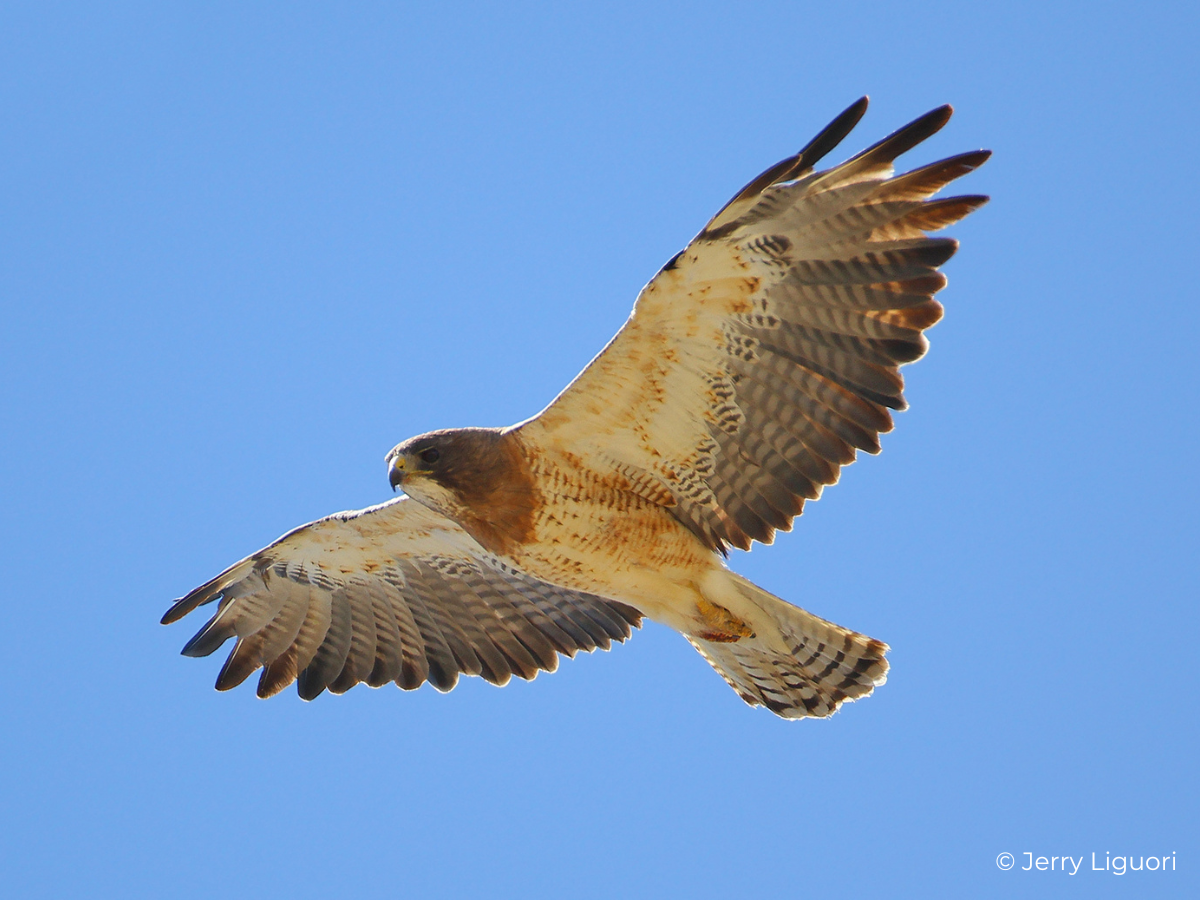 Swainson’s Hawk Fact Sheet – HawkWatch International