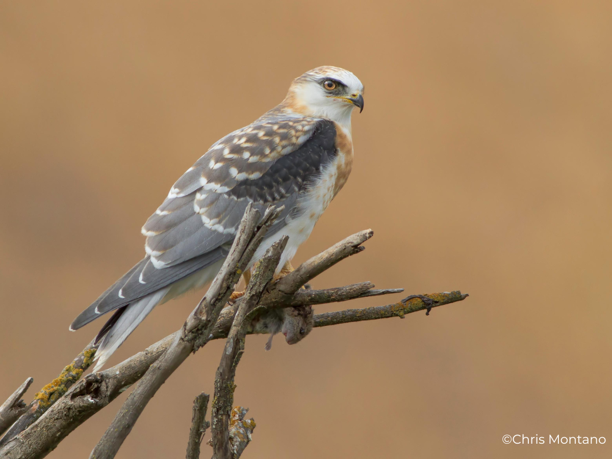 White-tailed Kite Fact Sheet – HawkWatch International