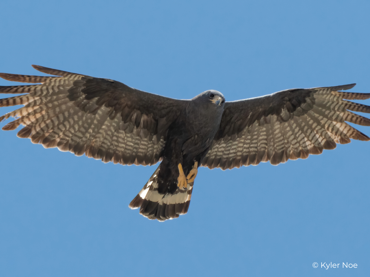 Zone-tailed Hawk Fact Sheet – HawkWatch International