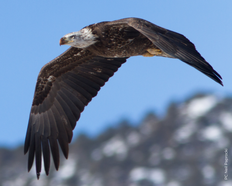 Bald Eagle Fact Sheet – HawkWatch International
