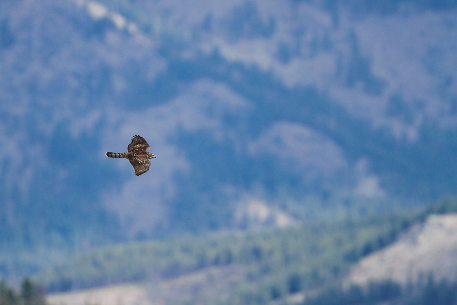 Long-term Monitoring Efforts End at Chelan Ridge HawkWatch – HawkWatch ...