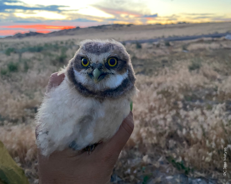 Burrowing Owl Fact Sheet – HawkWatch International