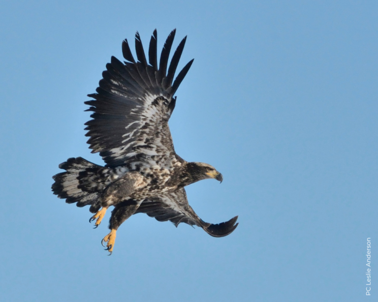 Bald Eagle Fact Sheet – HawkWatch International