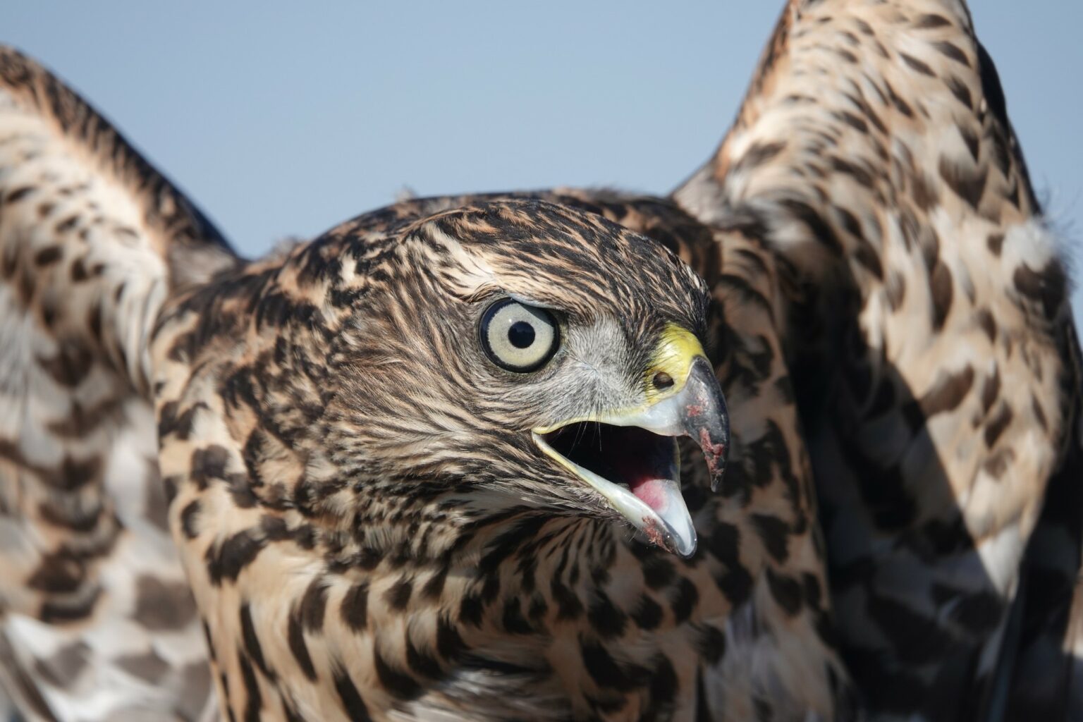 American Goshawk Fact Sheet – HawkWatch International
