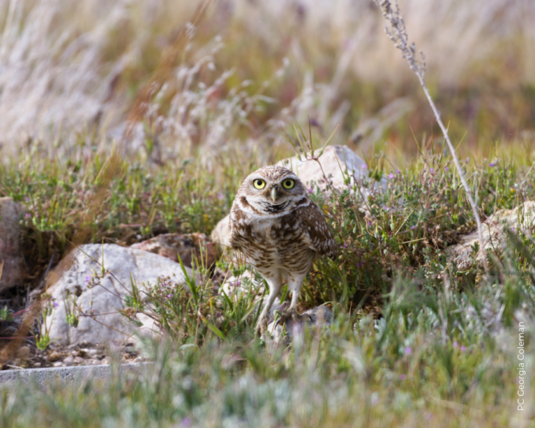 Burrowing Owl Fact Sheet – HawkWatch International