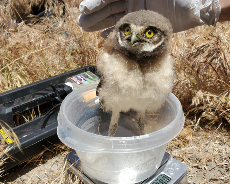 Burrowing Owls – HawkWatch International