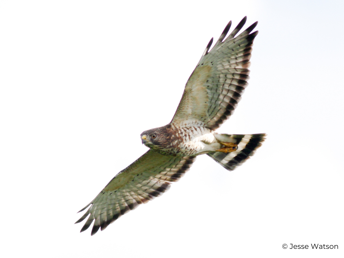 Broad-winged Hawk Fact Sheet – HawkWatch International