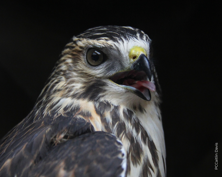 Broad-winged Hawk Fact Sheet – HawkWatch International
