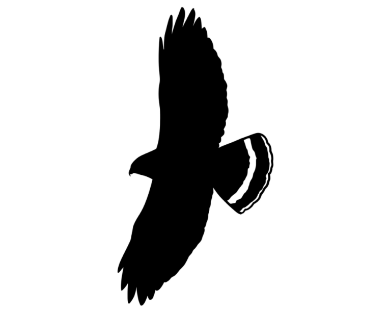 Broad-winged Hawk Fact Sheet – HawkWatch International