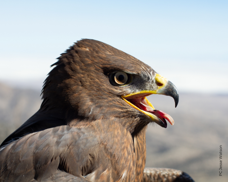 Goshute Mountains HawkWatch – HawkWatch International