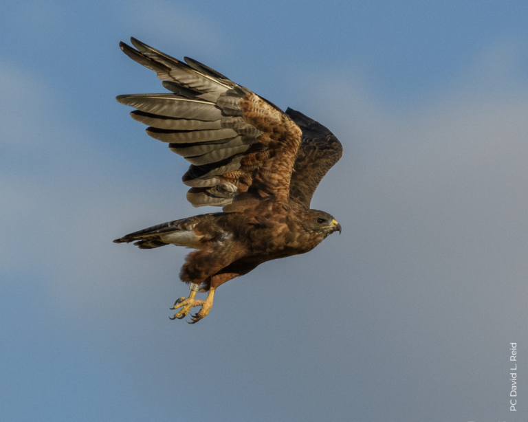 Swainson’s Hawk Fact Sheet – HawkWatch International