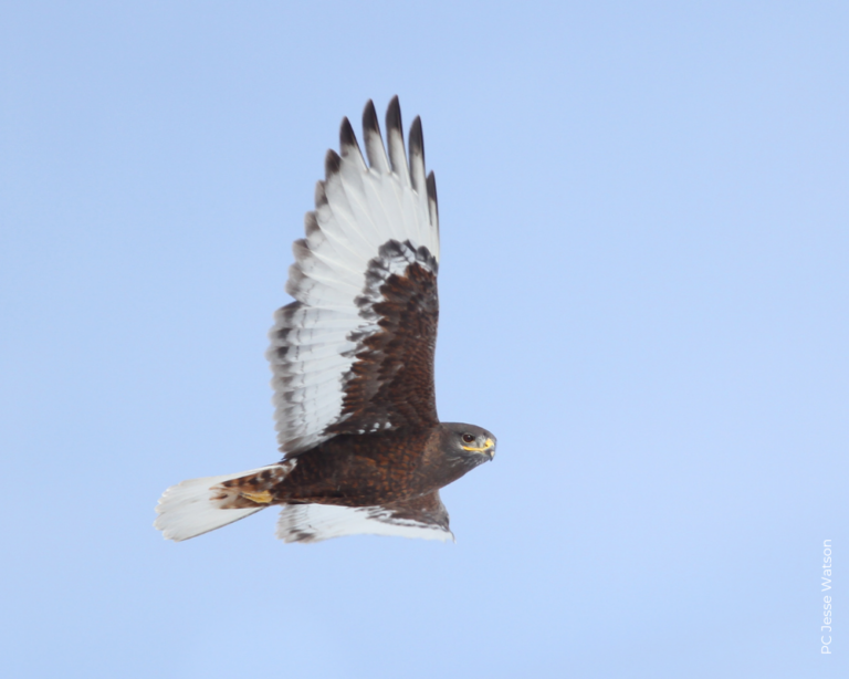 Ferruginous Hawk Fact Sheet – HawkWatch International