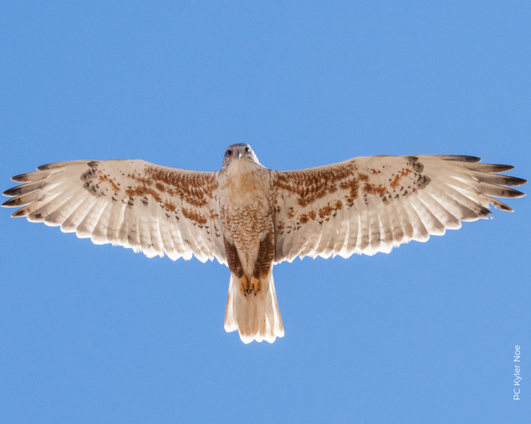 Ferruginous Hawk Fact Sheet – HawkWatch International