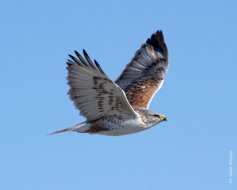 Ferruginous Hawk Fact Sheet – HawkWatch International