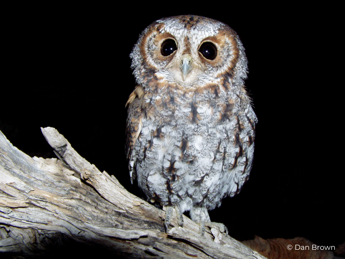 Flammulated Owl Fact Sheet – HawkWatch International