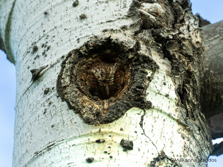 Flammulated Owl Fact Sheet – HawkWatch International