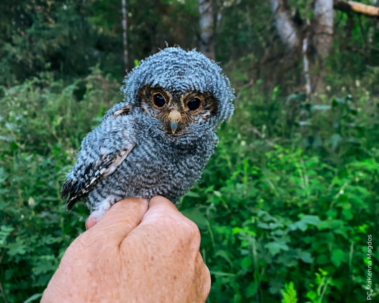 Flammulated Owl Fact Sheet – HawkWatch International