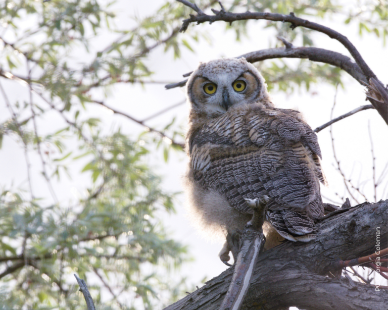 Great Horned Owl Fact Sheet – HawkWatch International