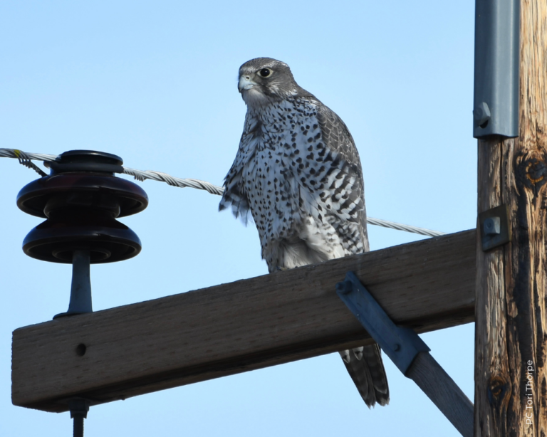 Gyrfalcon Fact Sheet – HawkWatch International