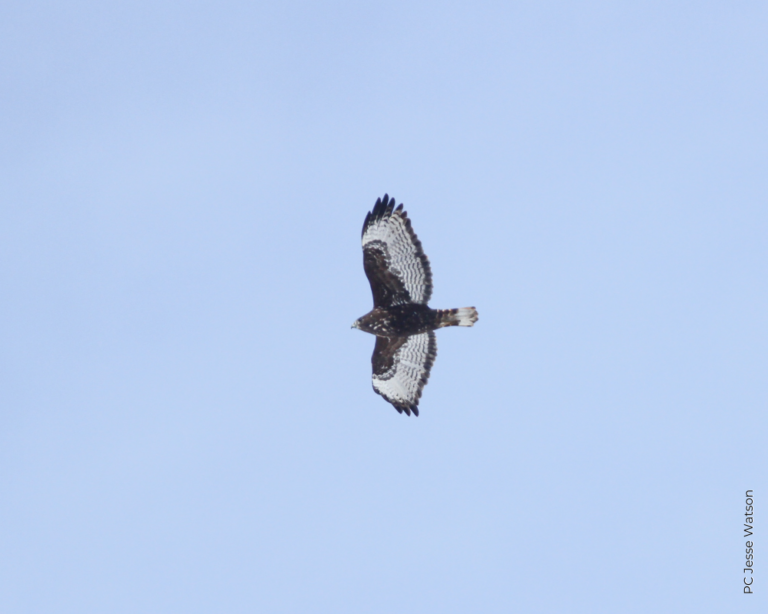 Red-tailed Hawk Fact Sheet – HawkWatch International