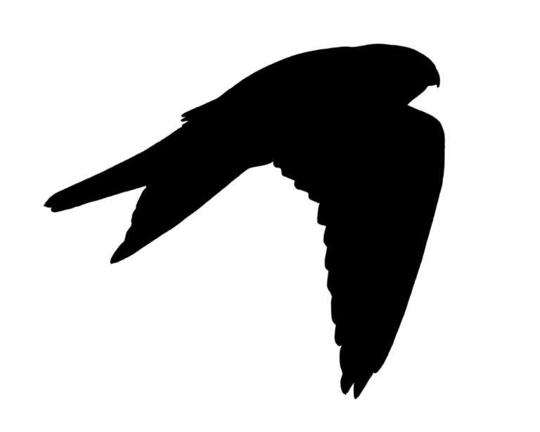 Merlin Fact Sheet – HawkWatch International