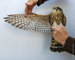 Merlin Fact Sheet – HawkWatch International