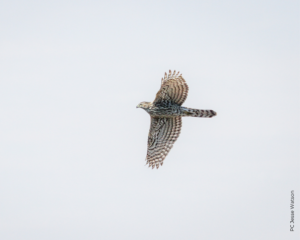 American Goshawk Fact Sheet – HawkWatch International