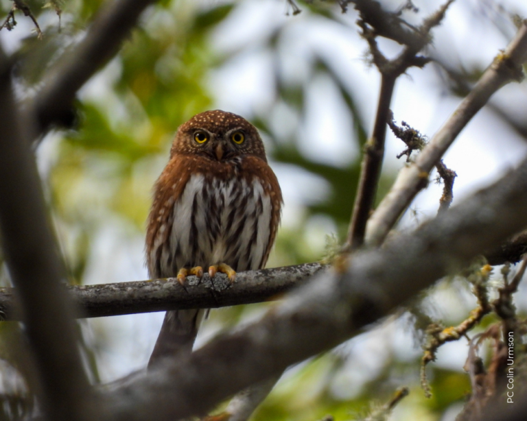 Northern Pygmy-owl Fact Sheet – HawkWatch International