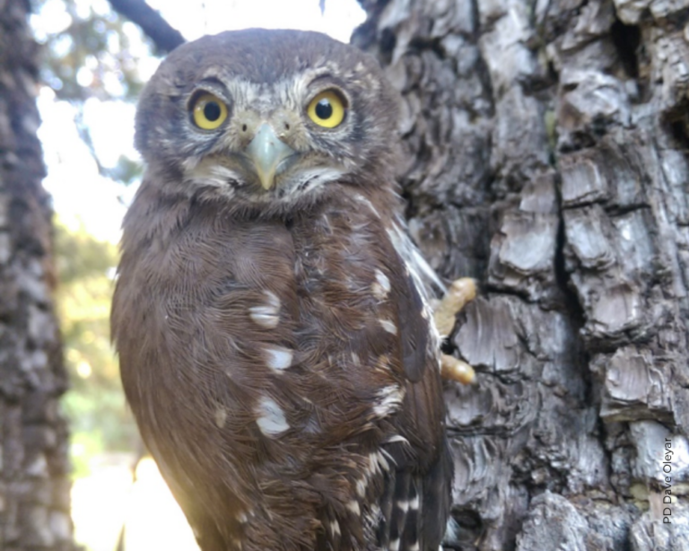 Northern Pygmy-owl Fact Sheet – HawkWatch International