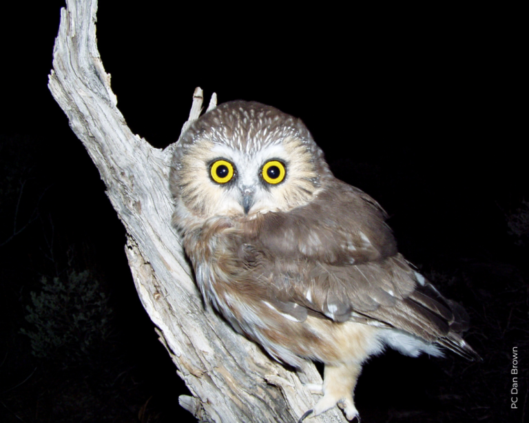 Northern Saw-whet Owl Fact Sheet – HawkWatch International