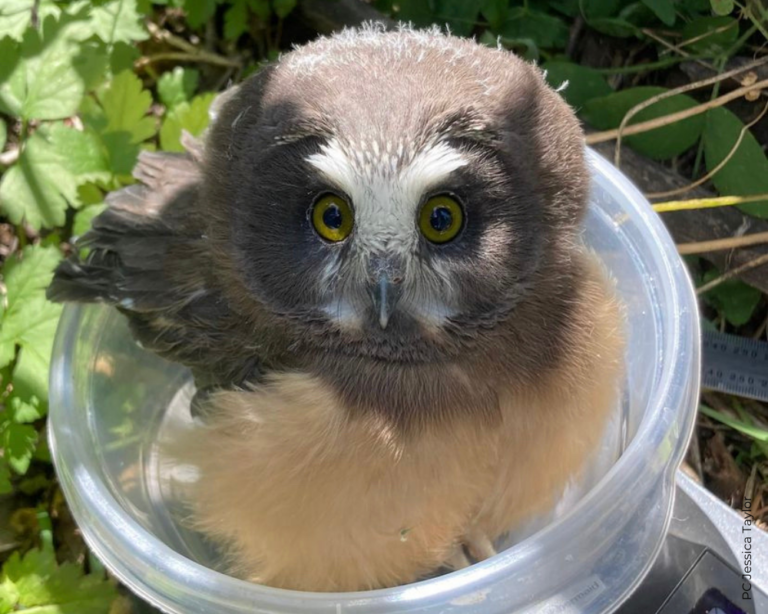 Northern Saw-whet Owl Fact Sheet – HawkWatch International