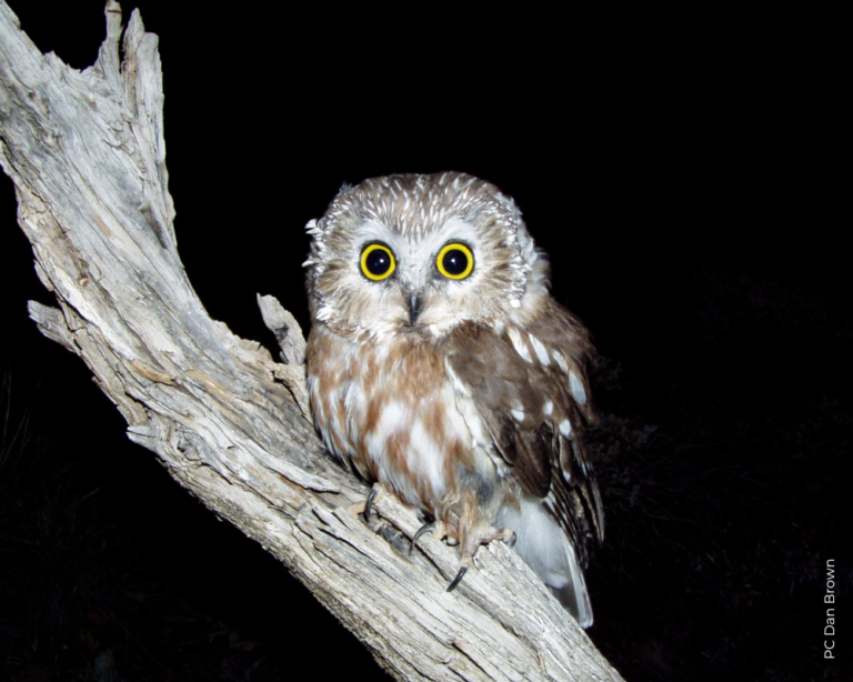 Northern Saw-whet Owl Fact Sheet – HawkWatch International